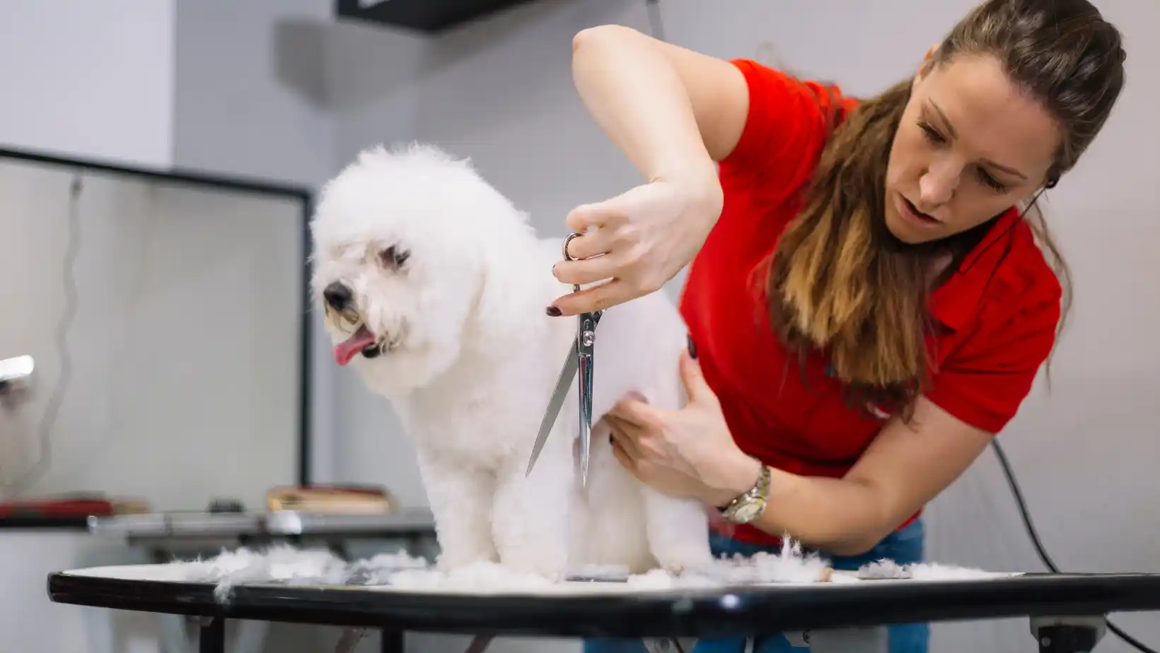 Ictqual Level 2 Certificate For Dog Grooming Assistants